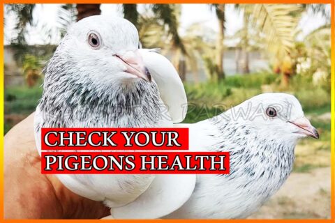 Diarrhea in Pigeons Big Problem for Fanciers - Kabootar Parwari