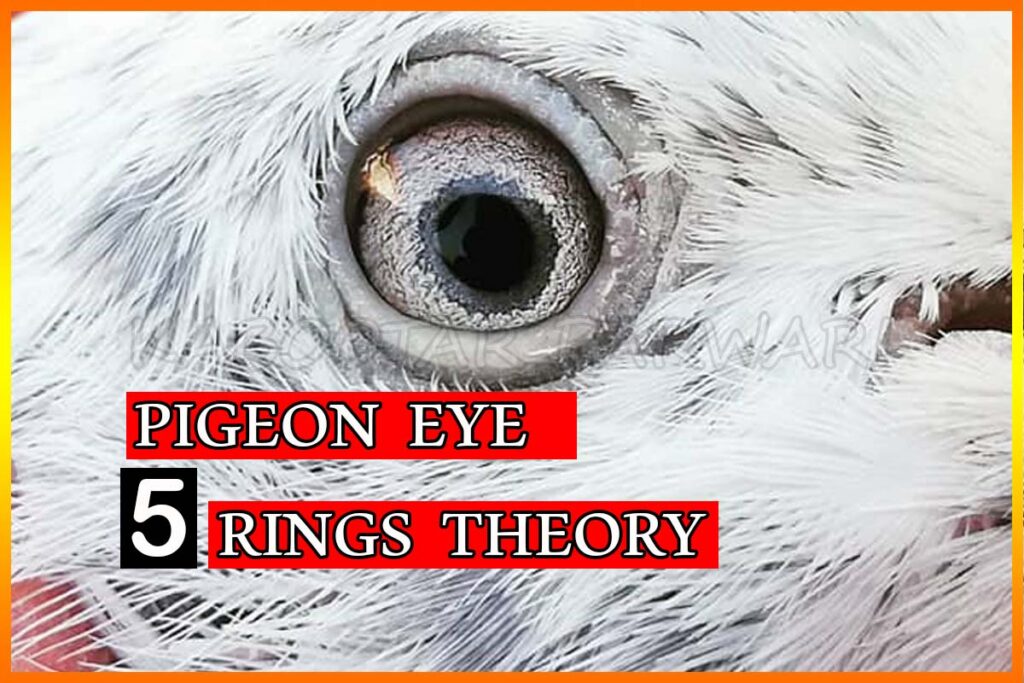 Diarrhea in Pigeons Big Problem for Fanciers - Kabootar Parwari