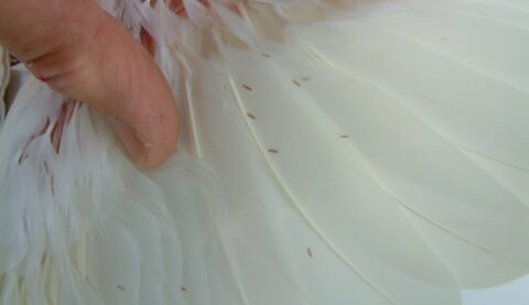Pigeon Lice - How To Treat This Problem - Kabootar Parwari