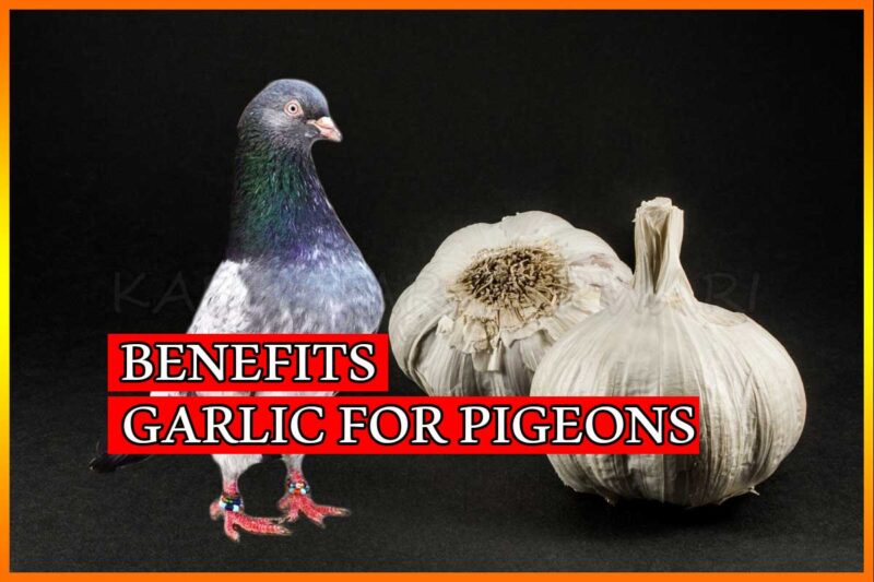 Important Benefits For Garlic In Pigeons To Know - Kabootar Parwari